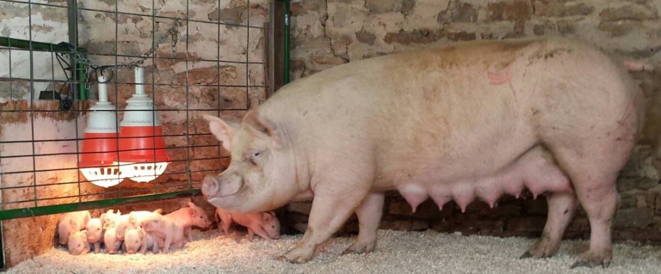 Spring Baby Farm Animals Event - Mulberry Lane Farm - Petting Zoo